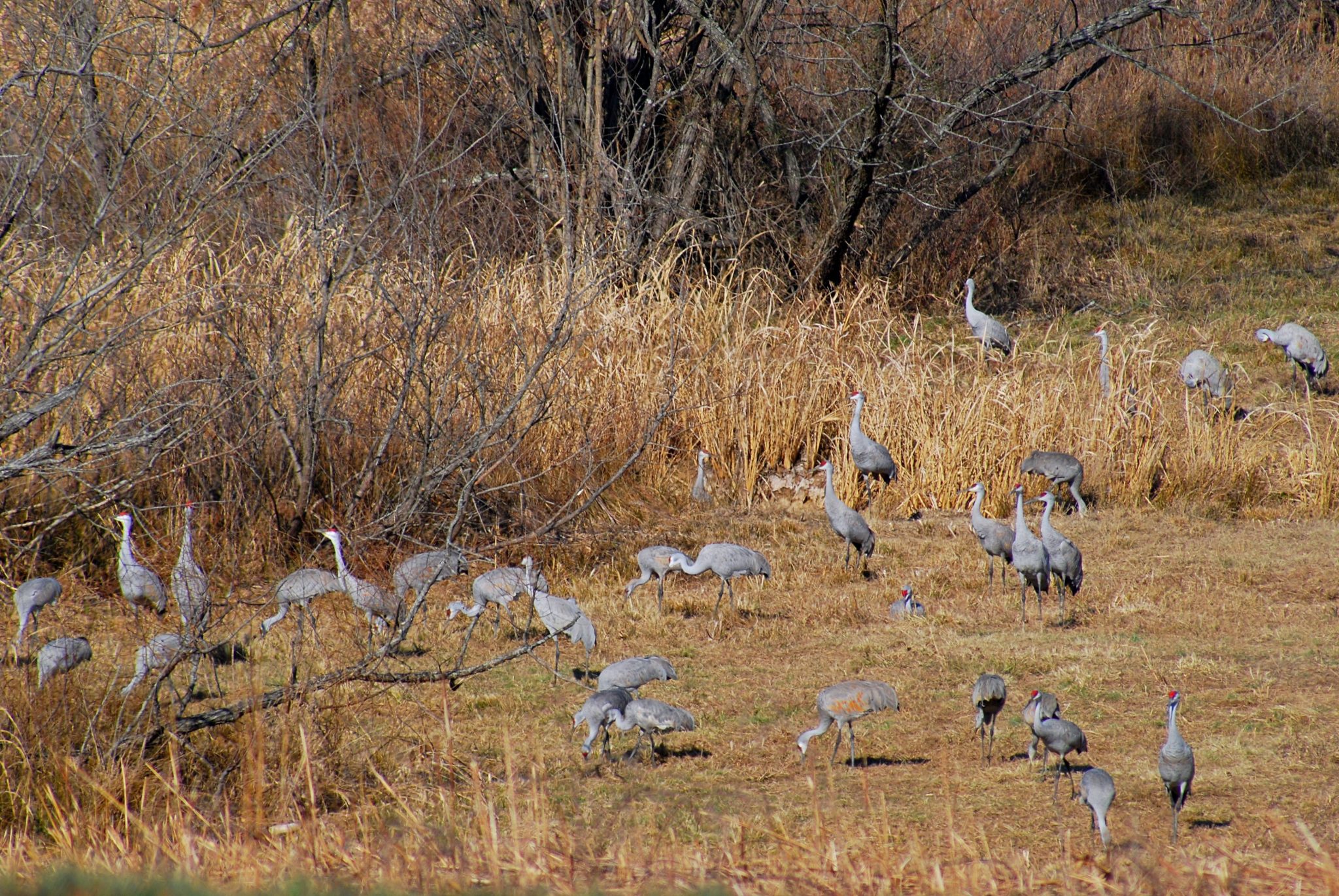 Five Southeast Tennessee Wildlife Viewing Hotspots - Chattanooga Region ...