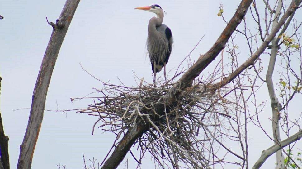 Five Southeast Tennessee Wildlife Viewing Hotspots - Chattanooga Region ...
